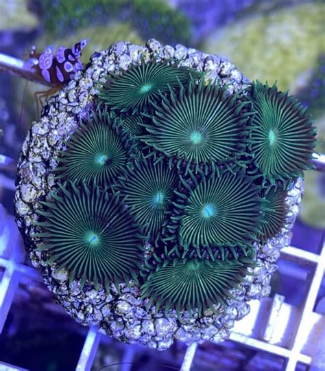 Beginner Coral Frag Pack Live Gem Factory Ltd