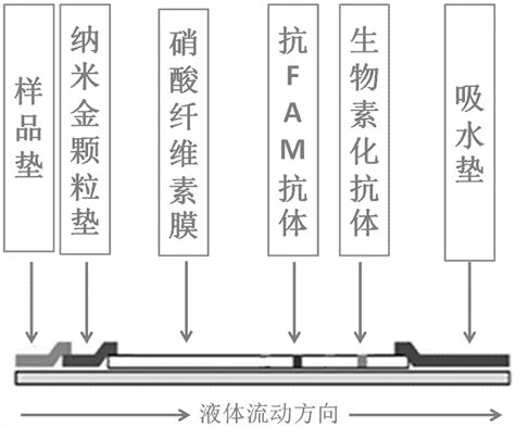 Rpa Primer For Detecting Chicken Infectious Laryngotracheitis Virus And
