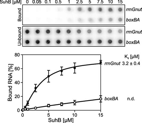 Double Nitrocellulose Nylon Filter Binding Assay Monitoring Download Scientific Diagram