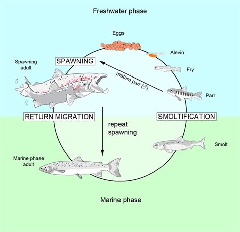 Pacific Salmon Life Cycle Diagram