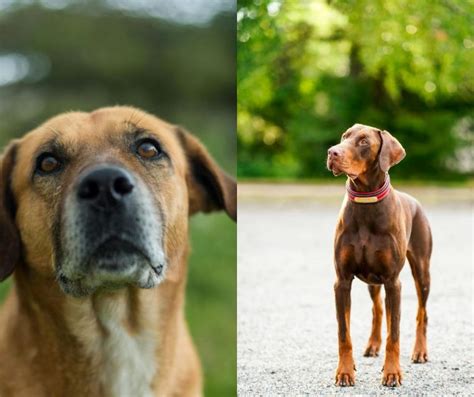 Rhodesian Ridgeback Vs Doberman Comparing Two Loyal Protectors