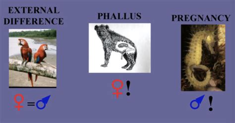 Sexual Selection Mating Systems Flashcards Quizlet