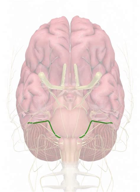 Vestibulocochlear Nerve Brainstem Vagus Nerve Stimulation For Stroke