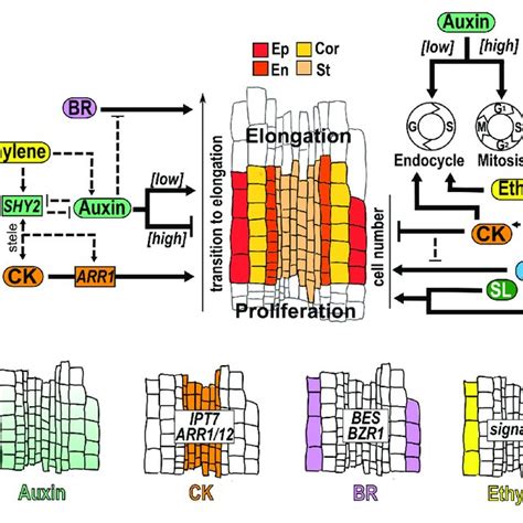 Pdf Integrative Roles Of Phytohormones On Cell Proliferation