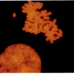 In Situ Hybridization Download Scientific Diagram