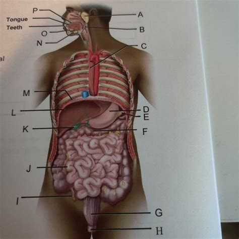 Digestive Lab Flashcards Quizlet