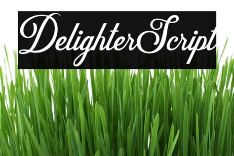 DelighterScript Font FFonts Net