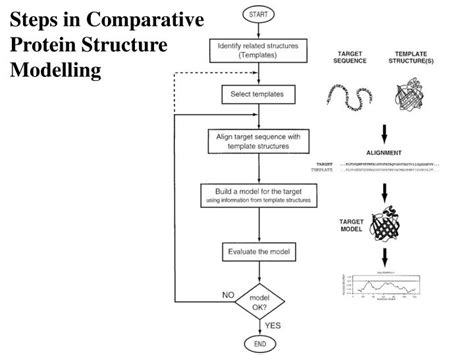 Ppt Protein Structure Prediction Homology Modeling And Threadingfold