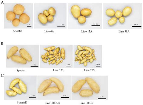 Crispr Cas9 Mediated Development Of Potato Varieties With Long Term