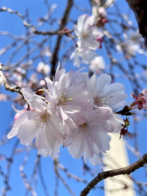 举国闻名的 Dc 樱花节，3 月迎来盛大开幕！附游玩攻略 北美生活快报