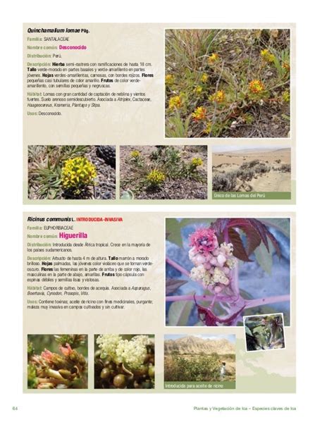 Plantas De Ica