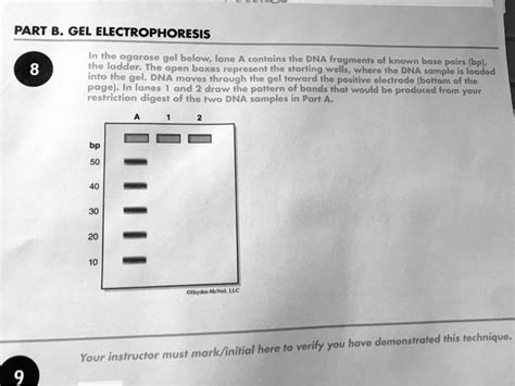 part b gel electrophoresis in the agarose gel below lane contains the