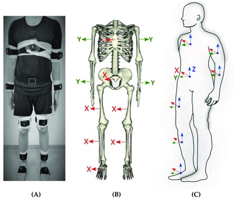 The Left Figure A Illustrates The Sensor Placements On The Thorax Download Scientific