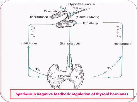 Thyroid Function Tests Tft Pptx Thyroid Disorders Endocrine And