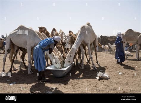 Camel Traders Nouakchott Camel Market Nouakchott Mauritania West