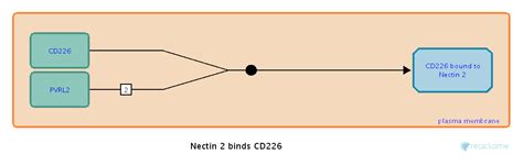Reactome Nectin 2结合cd226