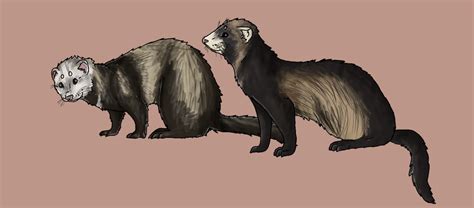 Ferret Sketches By Aussienka On Deviantart