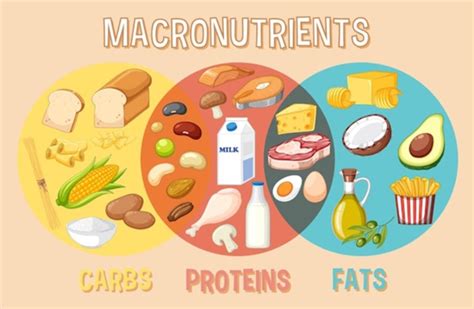 Macro Nutrient Understanding The Importance Of Protein Carbs And Fat In Your Diet