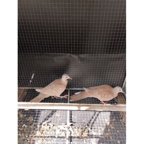 Jual Tekukur Dekukur Warna Rws Shopee Indonesia