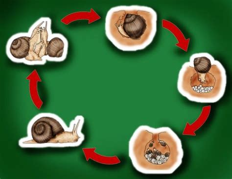 Krabbelwiese Tafelbilder Lebenszyklus Der Schnecke Science Projects