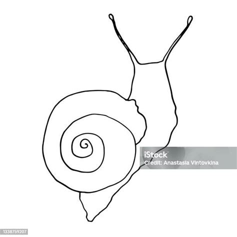 Siput Vektor Siput Yang Digambar Tangan Dengan Cangkang Spiral Dalam