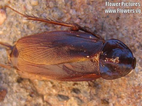 Swing In A Tree “roaches”