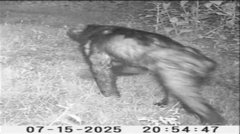 Trail Cam Cryptid Photo 2025 Youtube
