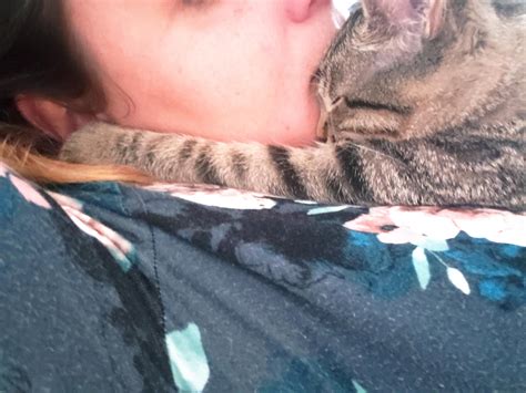 He Demands The Forhead Kisses Whilst He Naps Forhead Kiss Cats Nap