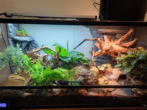 Feedback On My Bioactive Enclosure R Ballpython