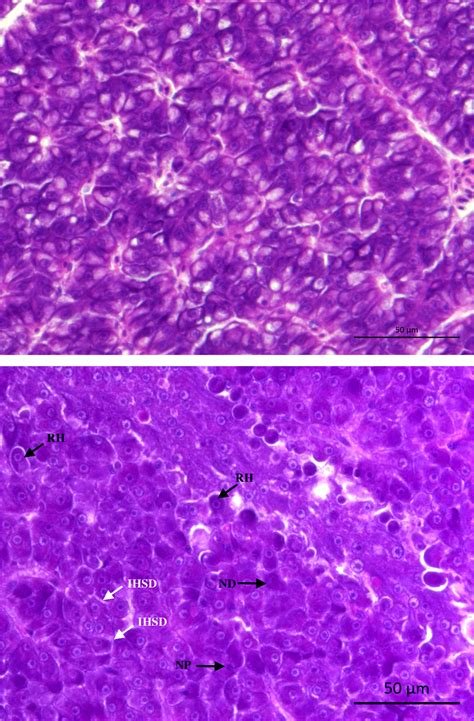 Physiological Effects Caused By Microcystin Producing And Non Microcystin Producing Microcystis