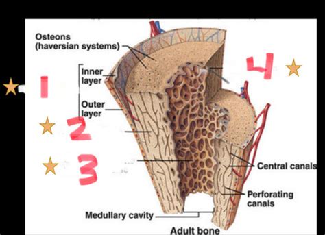 Chapter Bone Tissues The Skeletal System Flashcards Quizlet