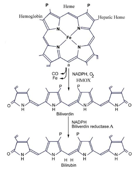 Production Of Bilirubin From Heme Download Scientific Diagram
