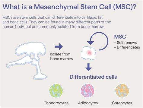 Mscs Mesenchymal Stem Cells Lonza