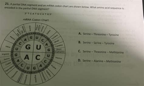 A Partial Dna Segment And An Mrna Codon Chart Are Shown Below What