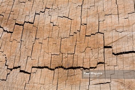 Stock Photo Tree Ring Texture Paul Maguire