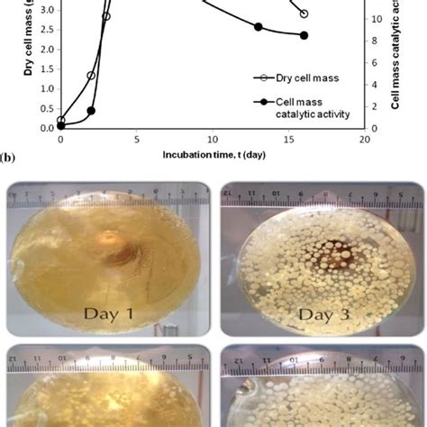A Growth Kinetics Dry Mass And Cell Mass Catalytic Activity Of The Download Scientific
