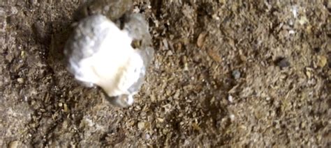 Disease Images Fecal Classification Dataset And Pre Trained Model By Fecal