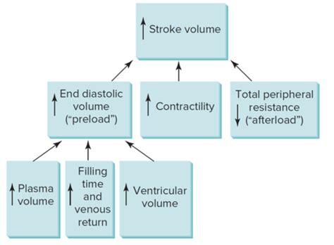 Kin 516 Ch 13 Flashcards Quizlet