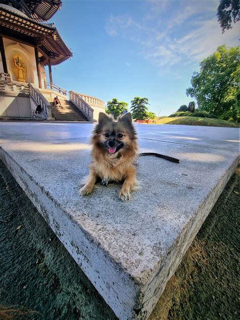 Wolf Sable Pomeranian In Battersea Park Peace Pagoda Stock Image Image Of Buddha Water 259923537