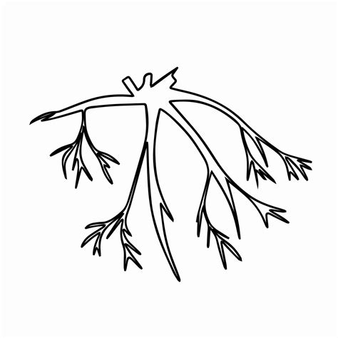 Illustration Depicts A Mixed Root System With Branching Patterns