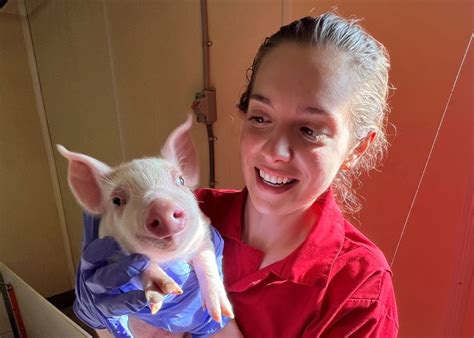 How Data Helps Us Understand Swine Viral Co Infections Pork Business