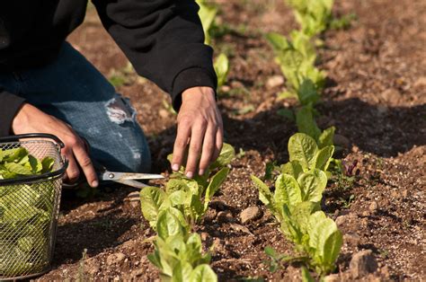 Policy Drafting Guide Center For Agriculture And Food Systems