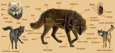 Veterinary Online Wolf All About Wolves 2014 Part 2 Veterinary Online