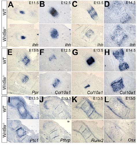 Temporal Regulation Of Ihh Expression By Wnt A Signaling In Situ Download Scientific Diagram