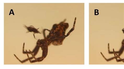 Naked Cannibalism Leads To Fussy Sex Mates In Spiders