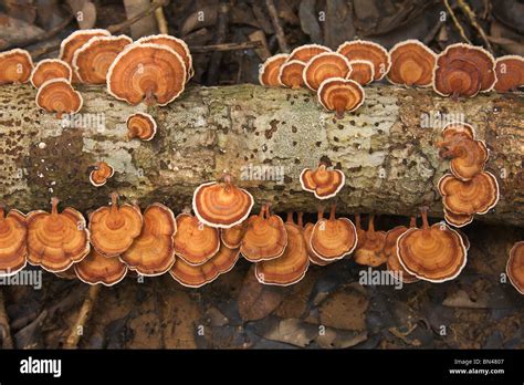 Bracket Fungi On Dead Tree Trunk In Rain Forest Borneo Stock Photo Alamy