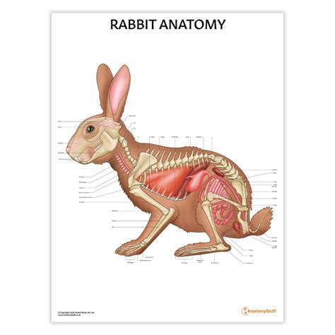Rabbit Anatomy Poster Bones Organs Bunny Laminated Anatomystuff