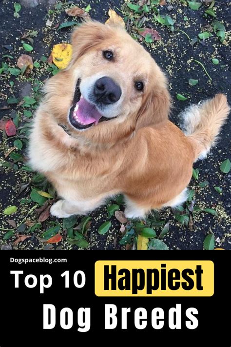 Top 10 Happiest Dog Breeds Artofit