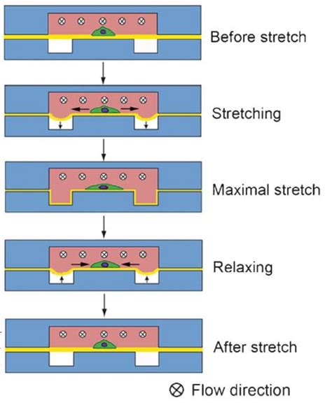 Cfd Analysis Of A Novel Flow Stretch Bioreactor The Interface Group