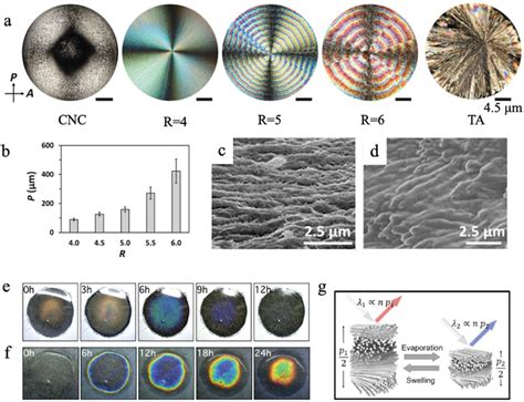 Outofequilibrium Of CNC And HPCbased Systems A POM Images Of CNC Download Scientific